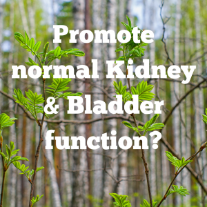 Kidney/Bladder Cleanse – Country Doctor Nutritional Center
